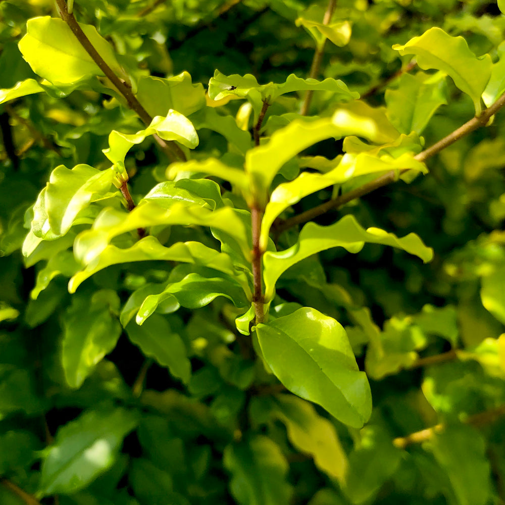 Sunshine Ligustrum - 3 gallon container – Lots of Plants