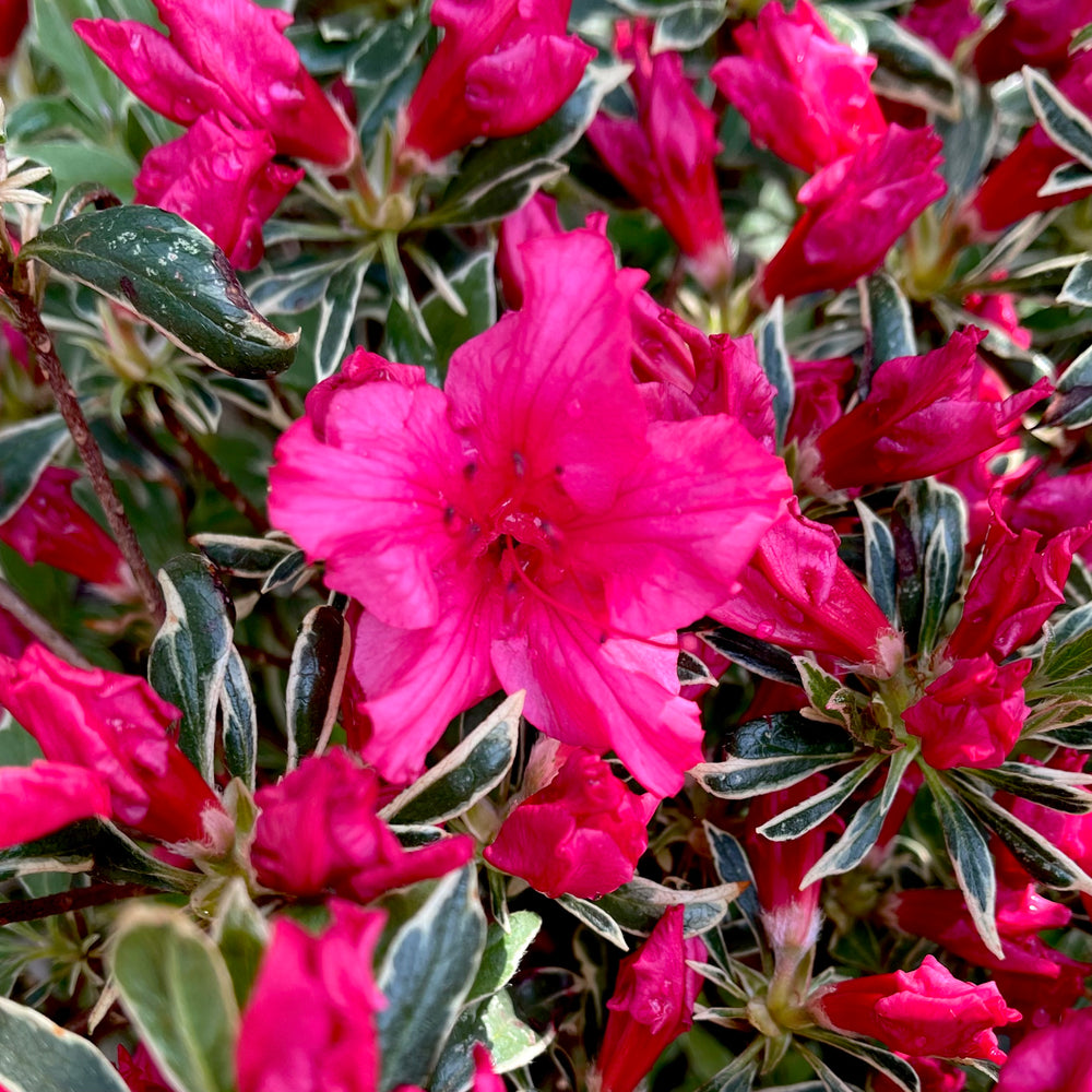 Azalea Girard 'The Robe'- 3 gallon container – Lots of Plants