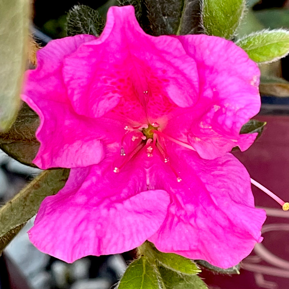 Autumn Royalty® Encore Azalea - 3 gallon container – Lots of Plants