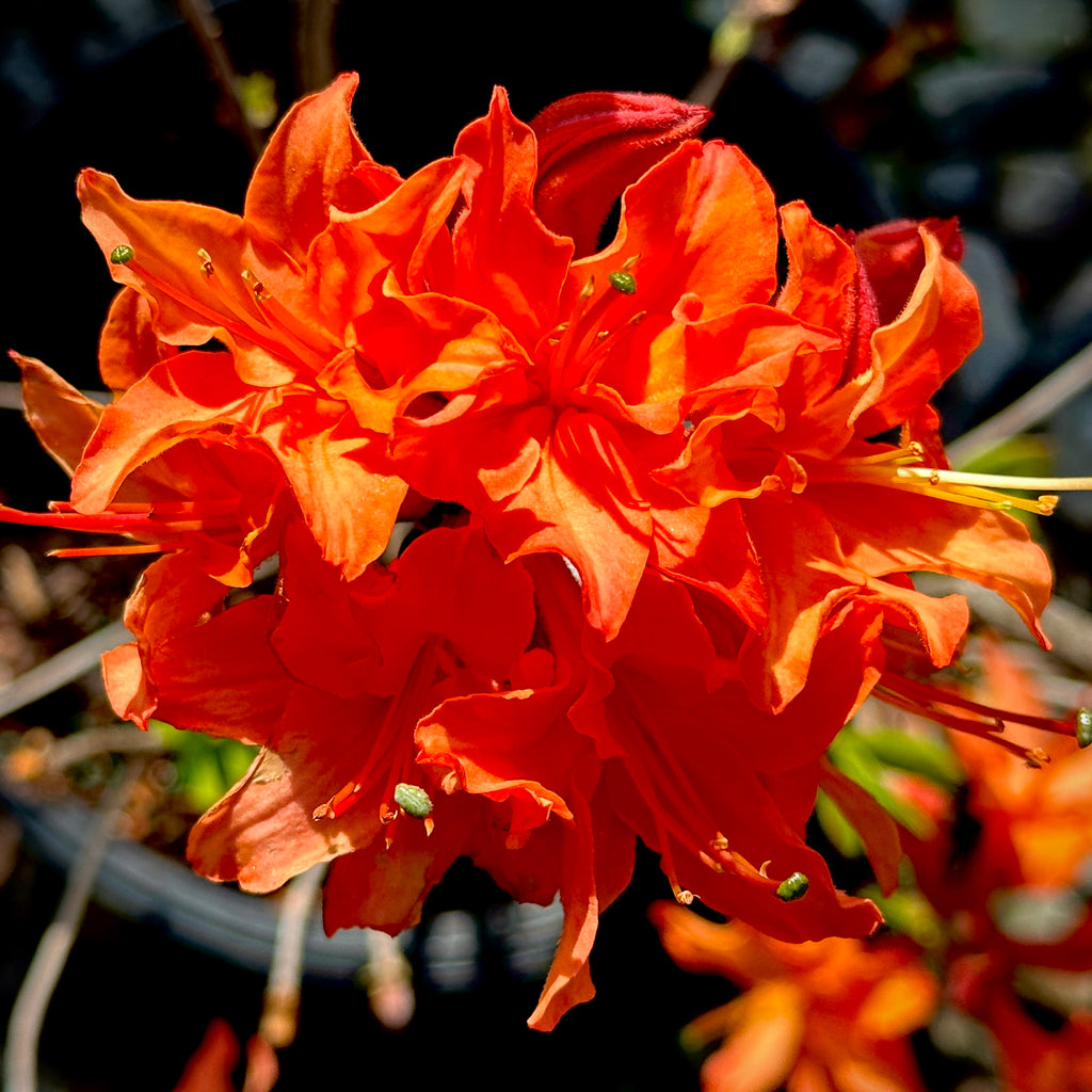 Gibraltar Deciduous Azalea - 3 gallon container – Lots of Plants
