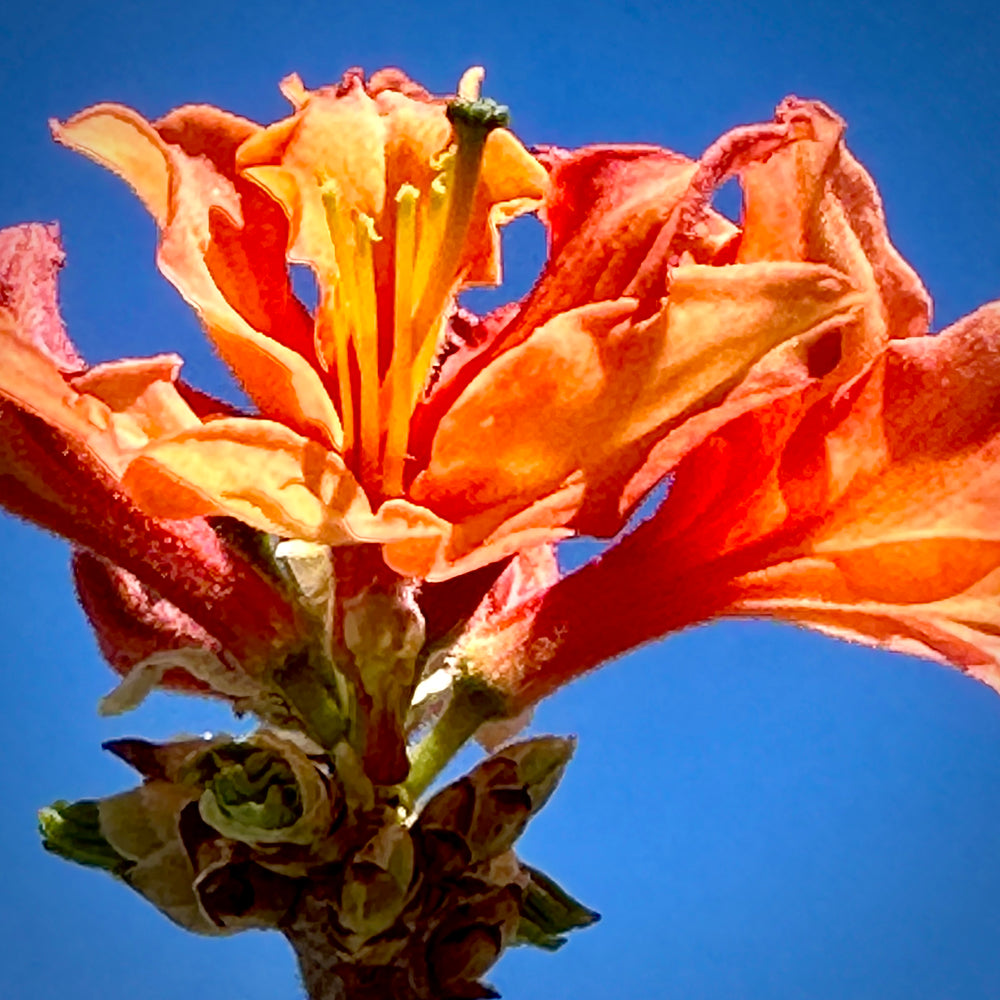 Gibraltar Deciduous Azalea - 3 gallon container – Lots of Plants