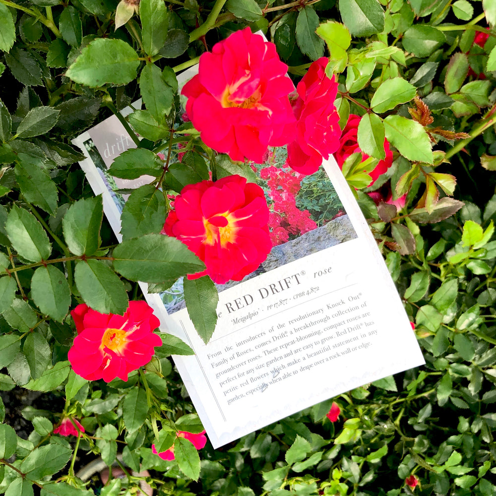 Red Drift® Rose - 3 gallon container – Lots of Plants