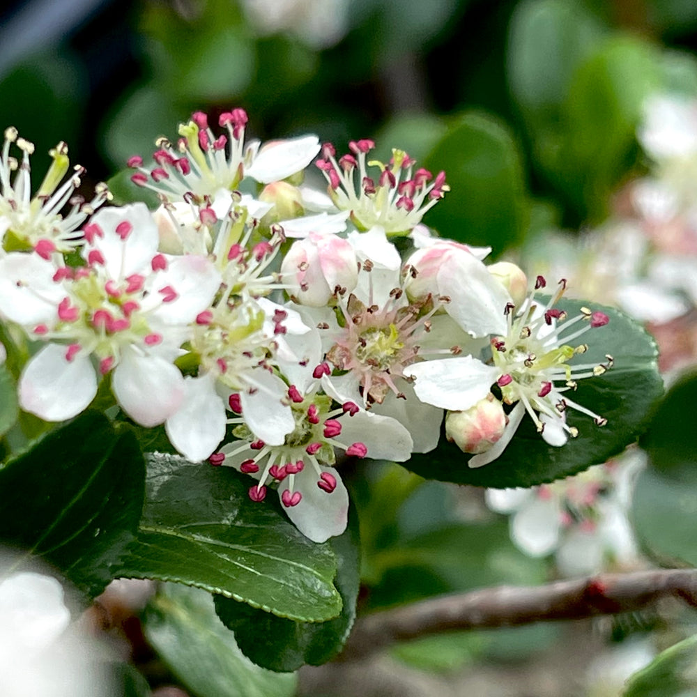 Low Scape Mound Aronia- 3 gallon container – Lots of Plants