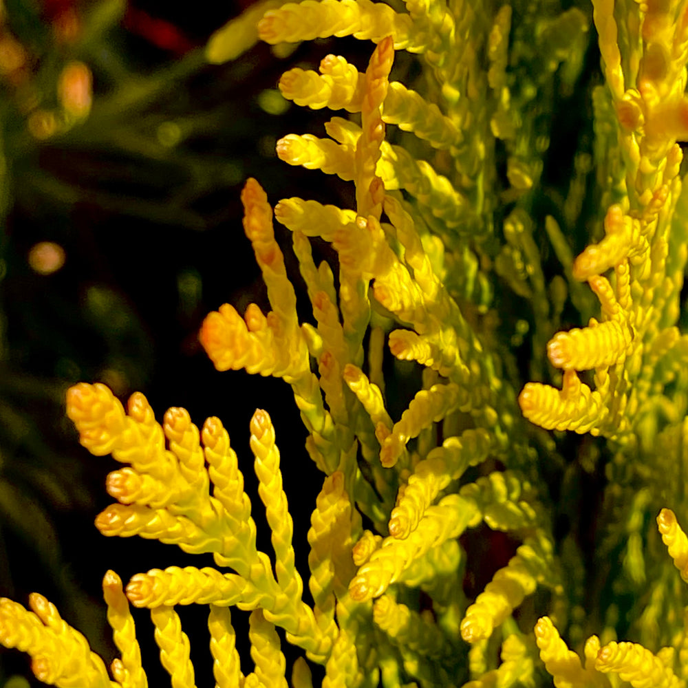 Forever Goldy Arborvitae - 3 gallon container – Lots of Plants