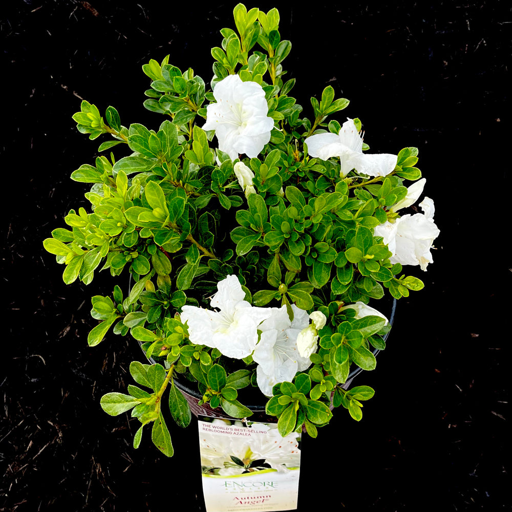 Autumn Angel® Encore Azalea - 3 gallon container – Lots of Plants
