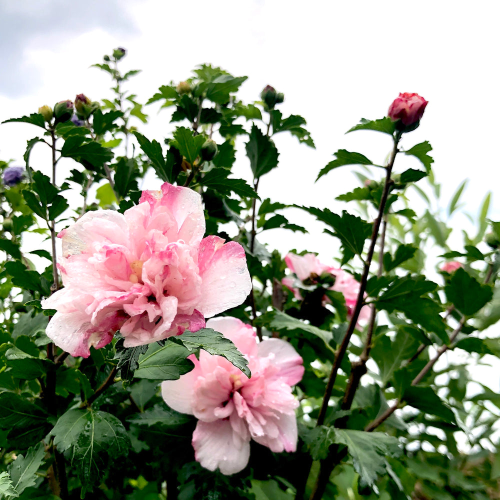 Peppermint Smoothie™ Hibiscus 'Rose of Sharon' - 3 gallon container ...