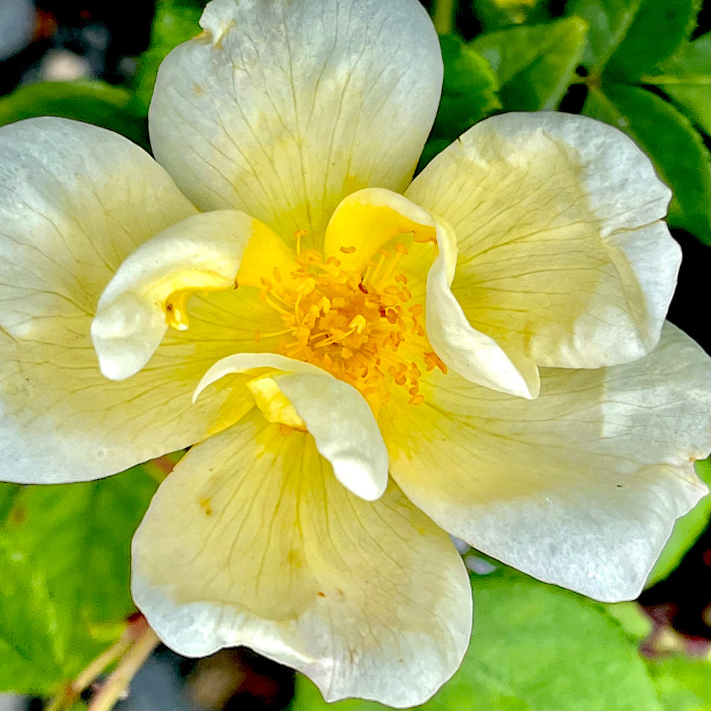 Sunny Knock Out® Rose - 3 gallon container – Lots of Plants