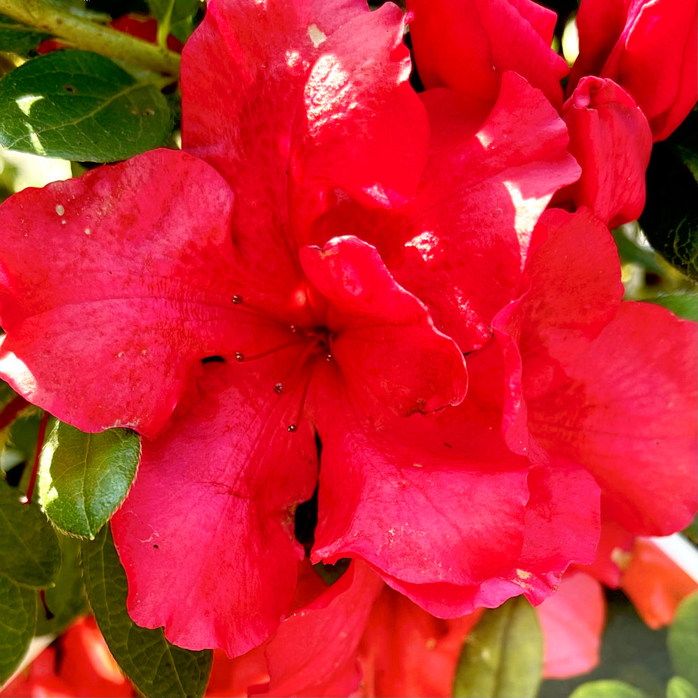 PERFECTO MUNDO® Red Azalea- 3 gallon container – Lots of Plants