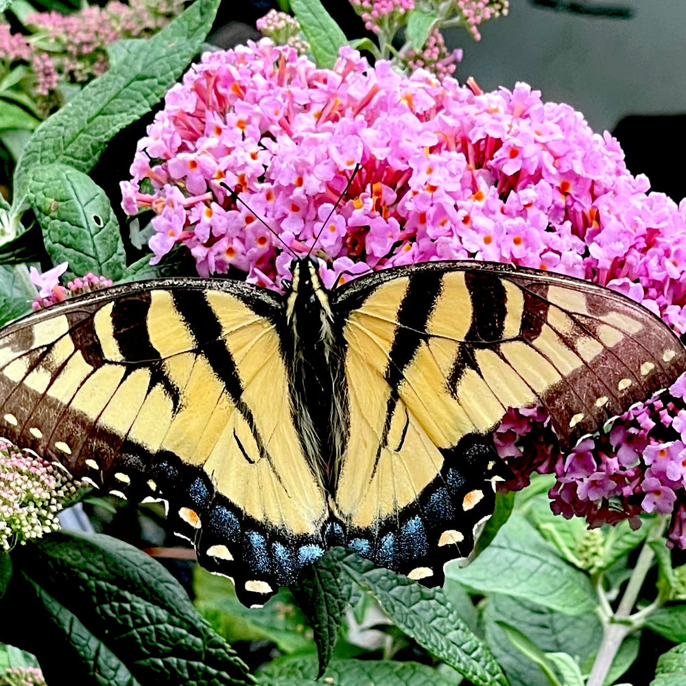 Pugster Pink® Butterfly Bush - 3 gallon container – Lots of Plants