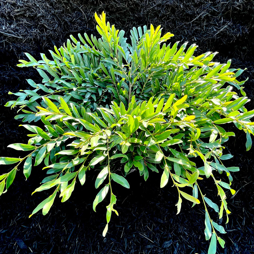 Swing Low® Distylium - 3 gallon container – Lots of Plants