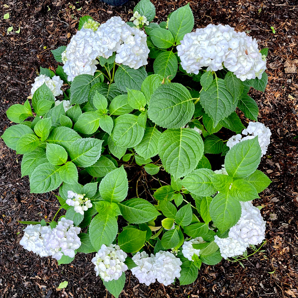 Blushing Bride® Hydrangea - 3 gallon container – Lots of Plants
