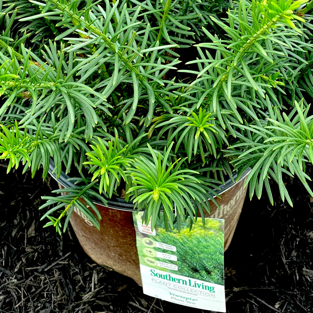 Yewtopia Plum Yew - 3 gallon container – Lots of Plants