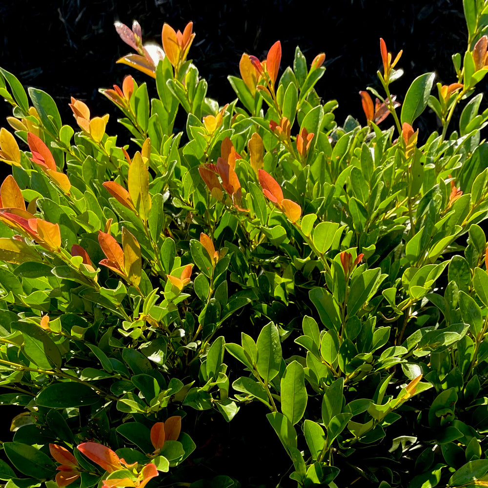 Linebacker™ Distylium - 3 gallon container – Lots of Plants