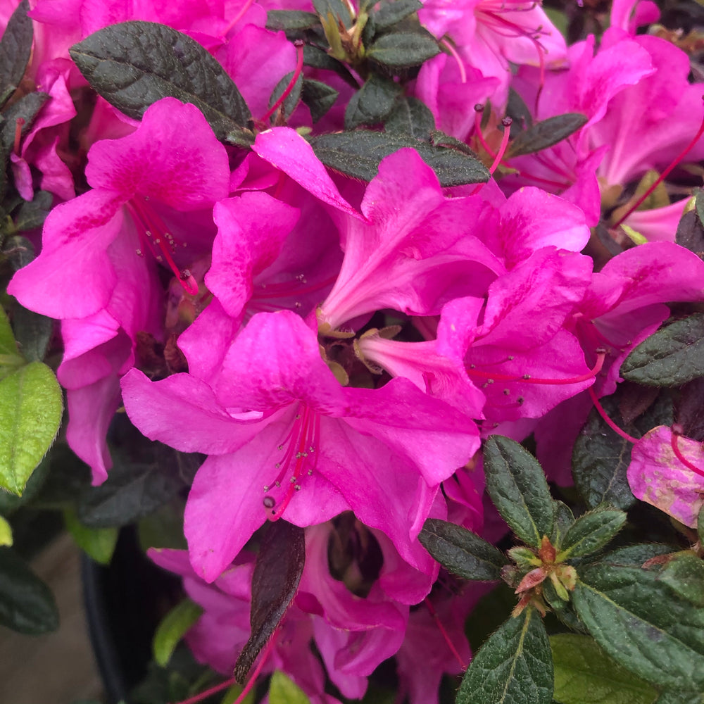 Autumn Amethyst® Encore Azalea - 3 gallon container – Lots of Plants