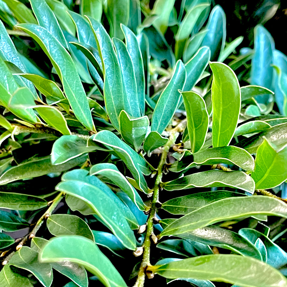 Swing Low® Distylium - 3 gallon container – Lots of Plants