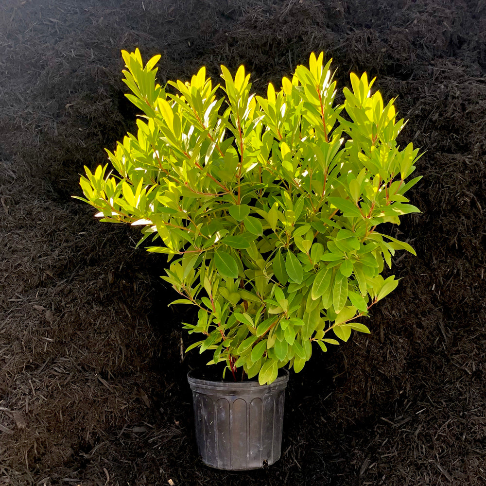 Florida Sunshine Anise - 3 gallon container – Lots of Plants