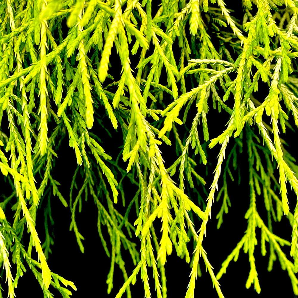 King's Gold Cypress - 3 gallon container – Lots of Plants