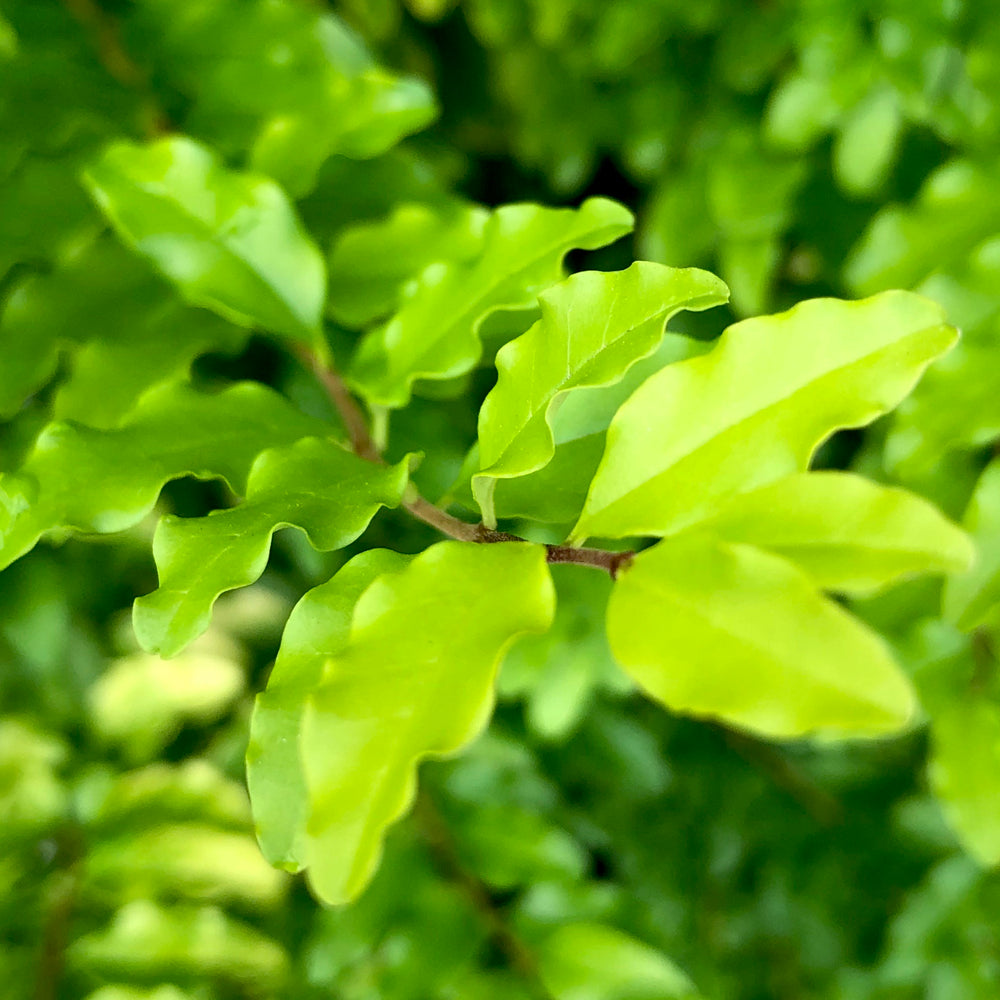 Sunshine Ligustrum - 3 gallon container – Lots of Plants