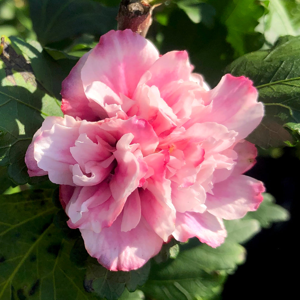 Peppermint Smoothie™ Hibiscus 'Rose of Sharon' - 3 gallon container ...
