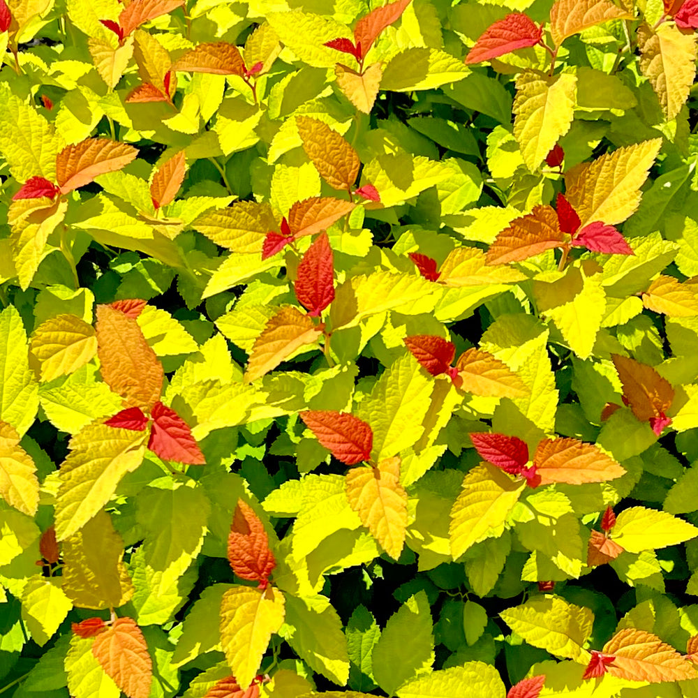Double Play® Candy Corn™ Spirea - 3 gallon container – Lots of Plants