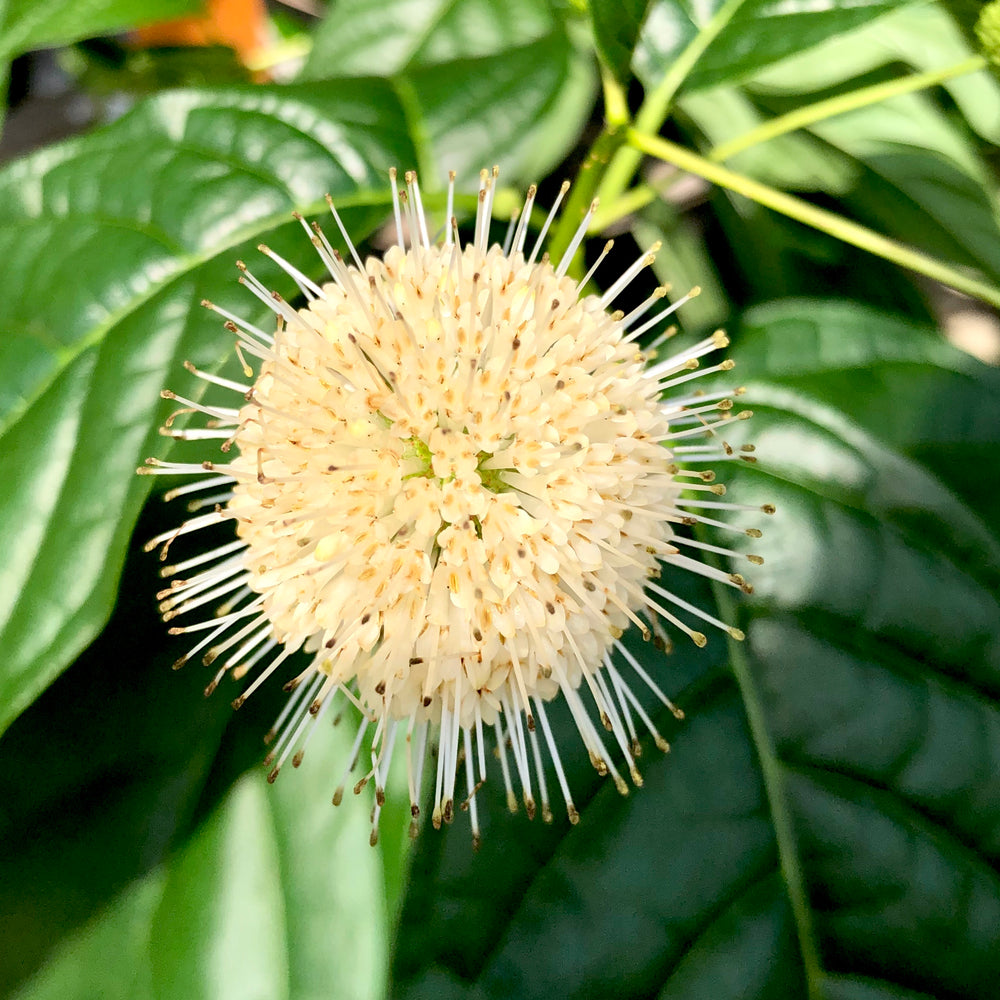 Sugar Shack® Buttonbush - 3 gallon container – Lots of Plants