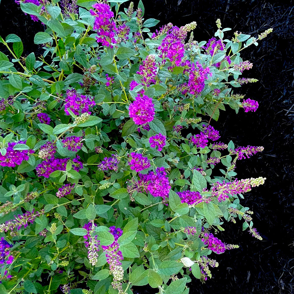 Miss Violet Butterfly Bush - 3 gallon container – Lots of Plants
