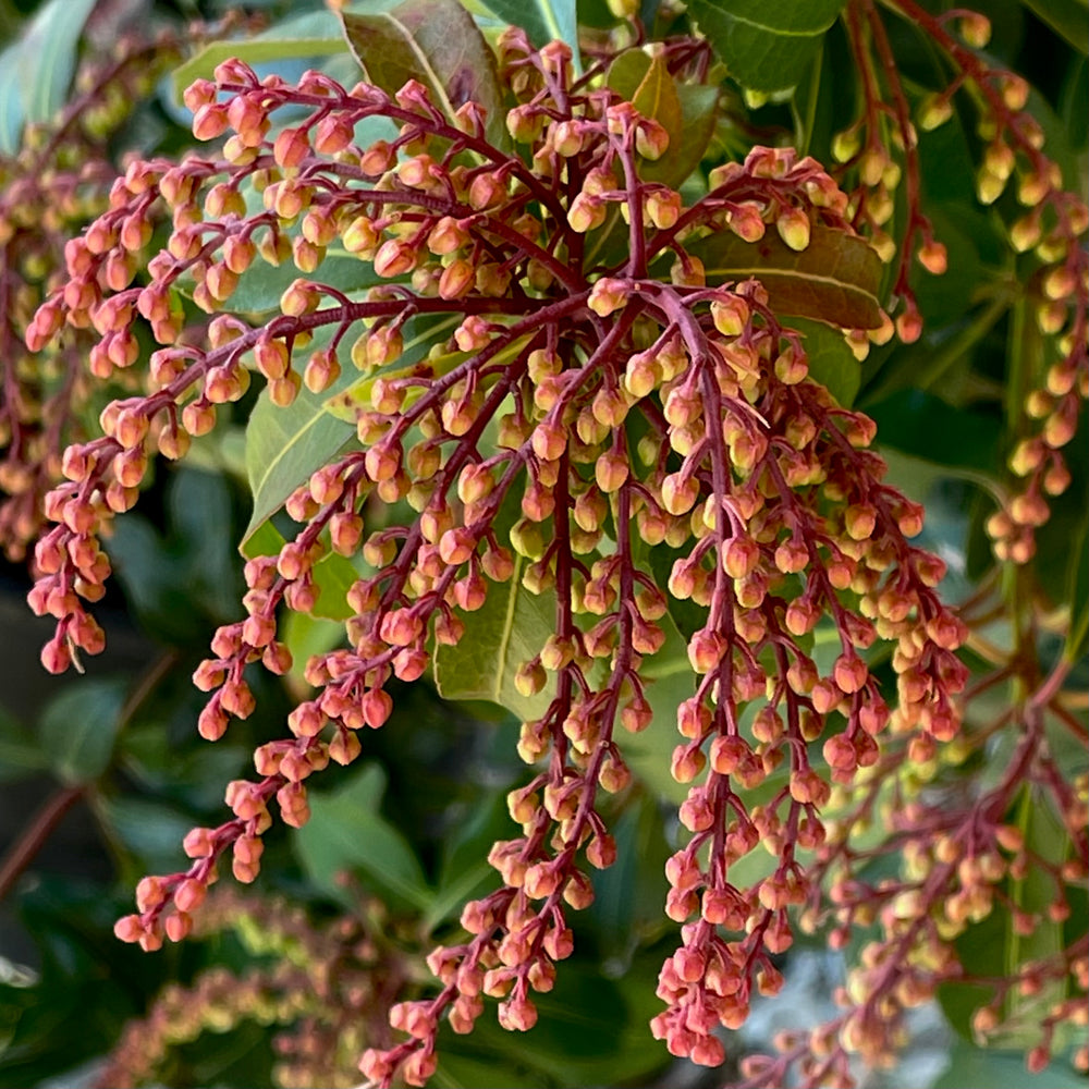 Mountain Fire Pieris - 3 gallon container – Lots of Plants