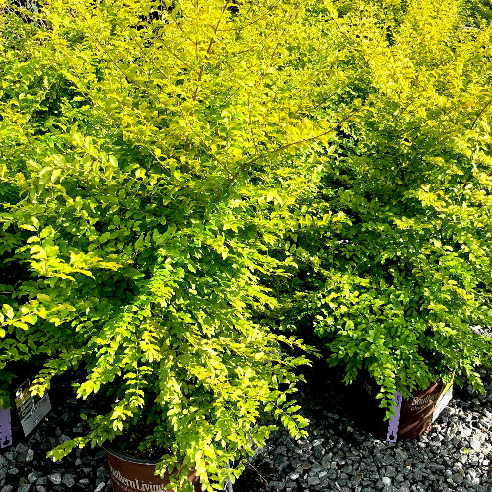 Sunshine Ligustrum - 3 gallon container – Lots of Plants
