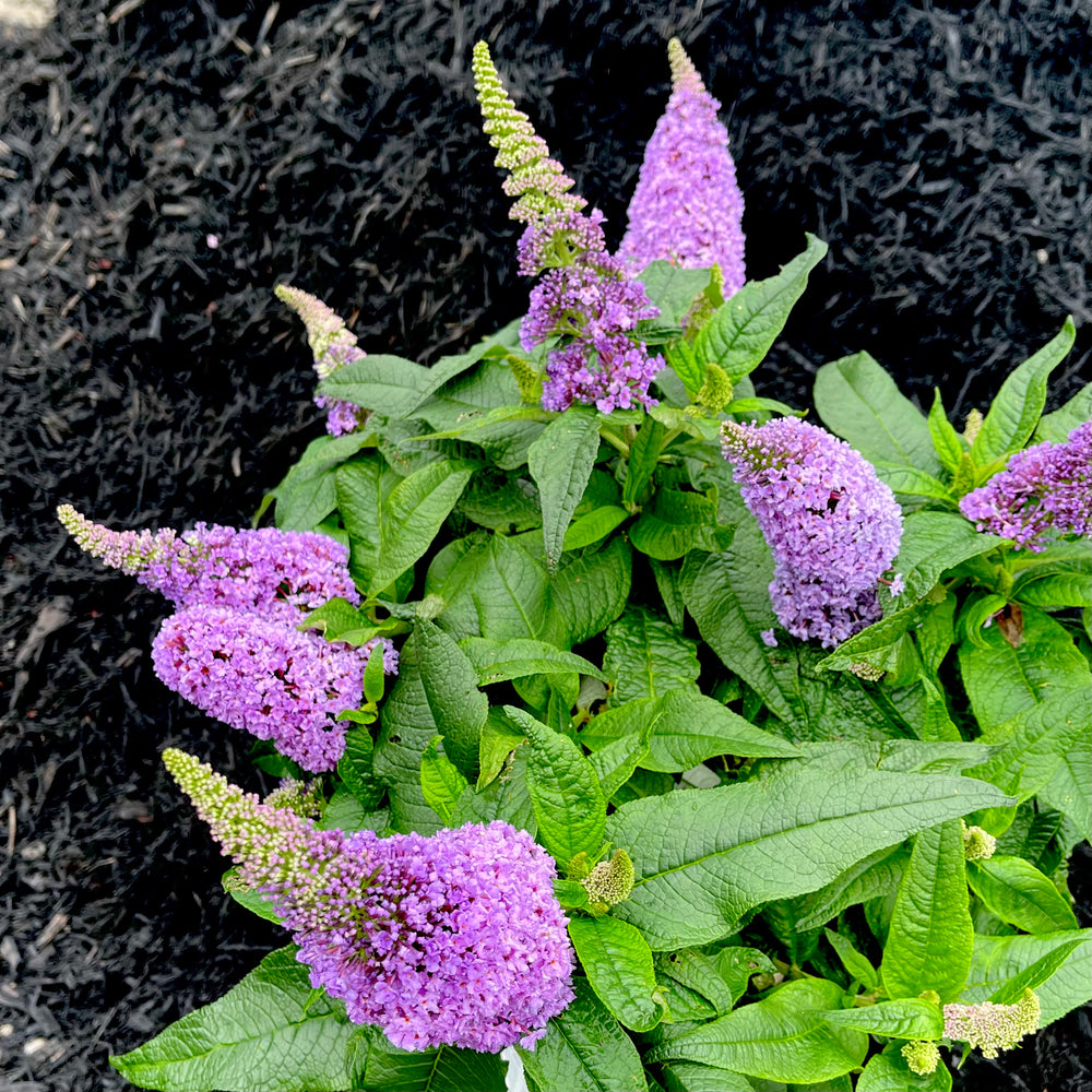 Pugster Amethyst® Butterfly Bush - 3 gallon container – Lots of Plants