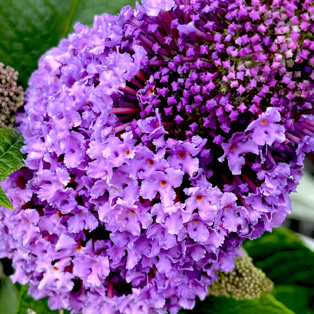 Pugster Amethyst® Butterfly Bush - 3 gallon container – Lots of Plants
