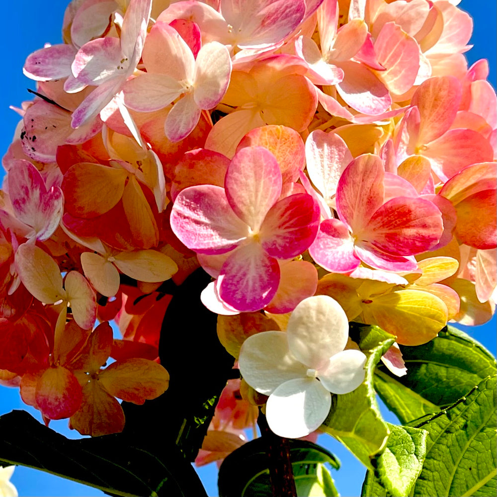 Little Lime Punch Hydrangea - 3 gallon container – Lots of Plants