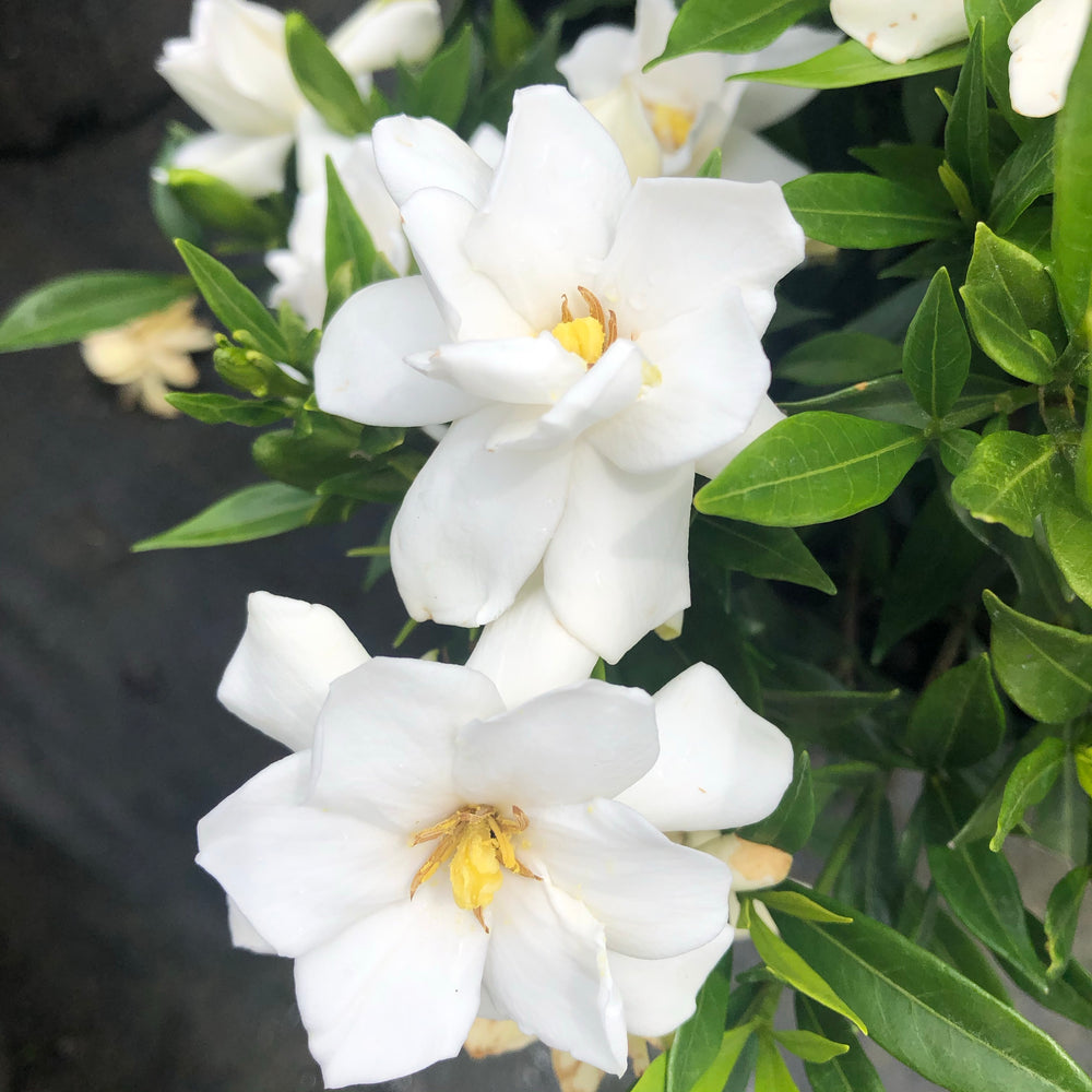 Frost Proof Gardenia - 3 gallon container – Lots of Plants