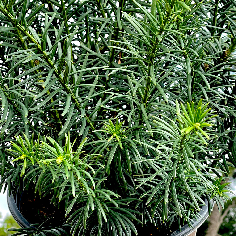 Yewtopia Plum Yew - 3 gallon container – Lots of Plants