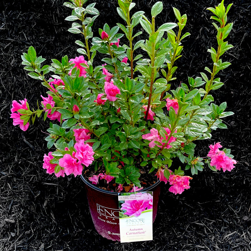Autumn Carnation® Encore Azalea - 3 gallon container – Lots of Plants