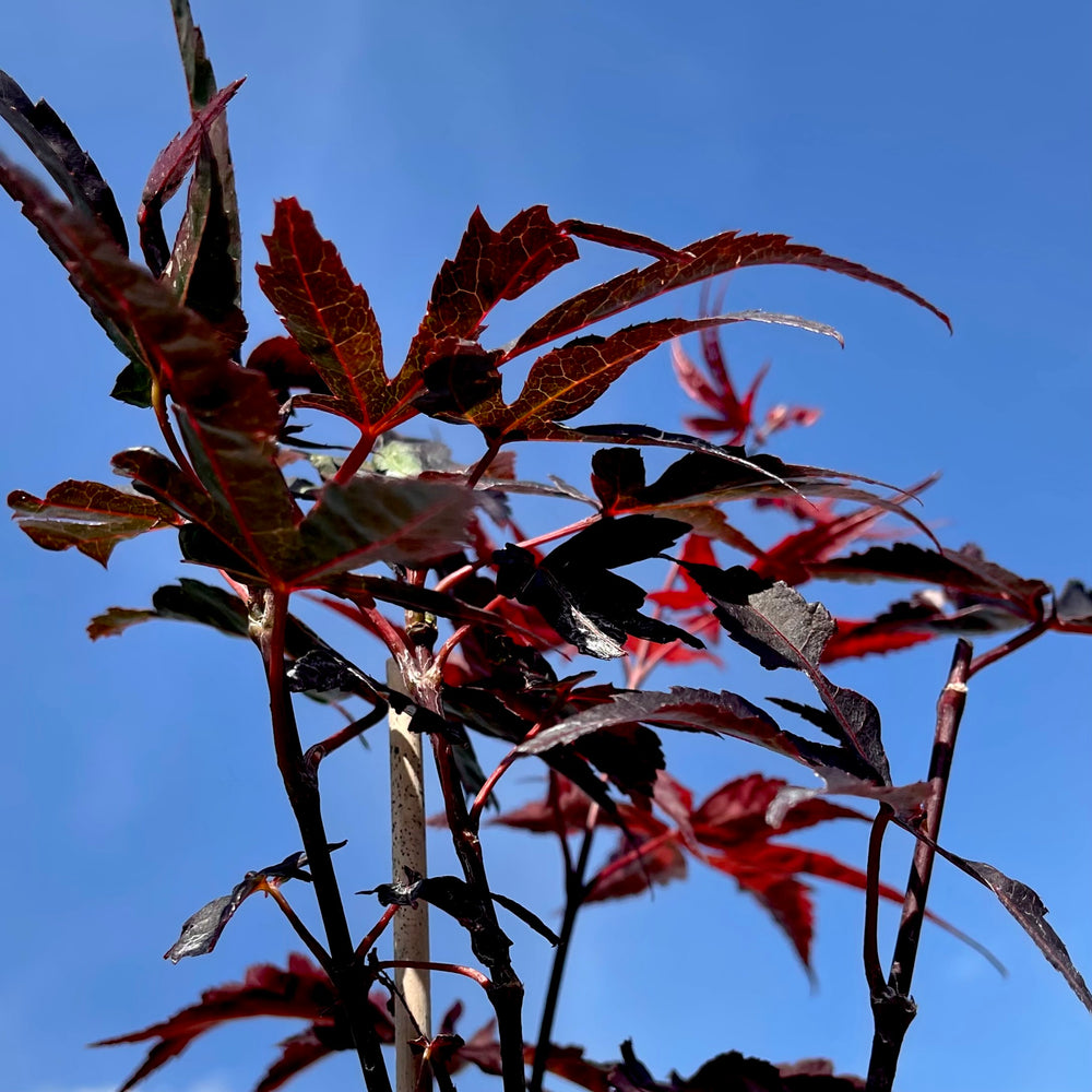 Bloodgood Japanese Maple - 3 gallon container 3-4ft – Lots of Plants