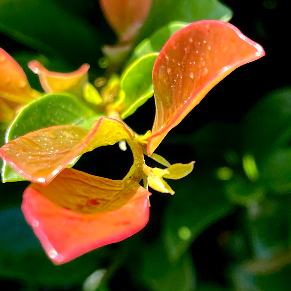 Linebacker™ Distylium - 3 gallon container – Lots of Plants