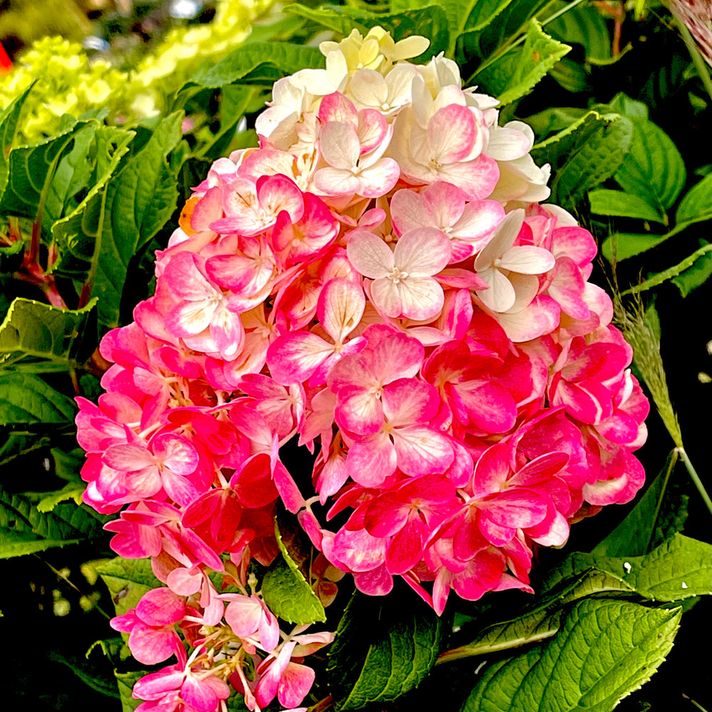 Little Lime Punch Hydrangea - 3 gallon container – Lots of Plants