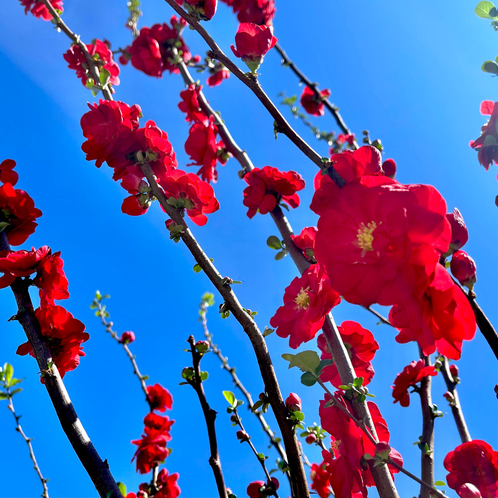 Double Take™ Scarlet Storm Quince - 3 or 7 gallon container – Lots of ...