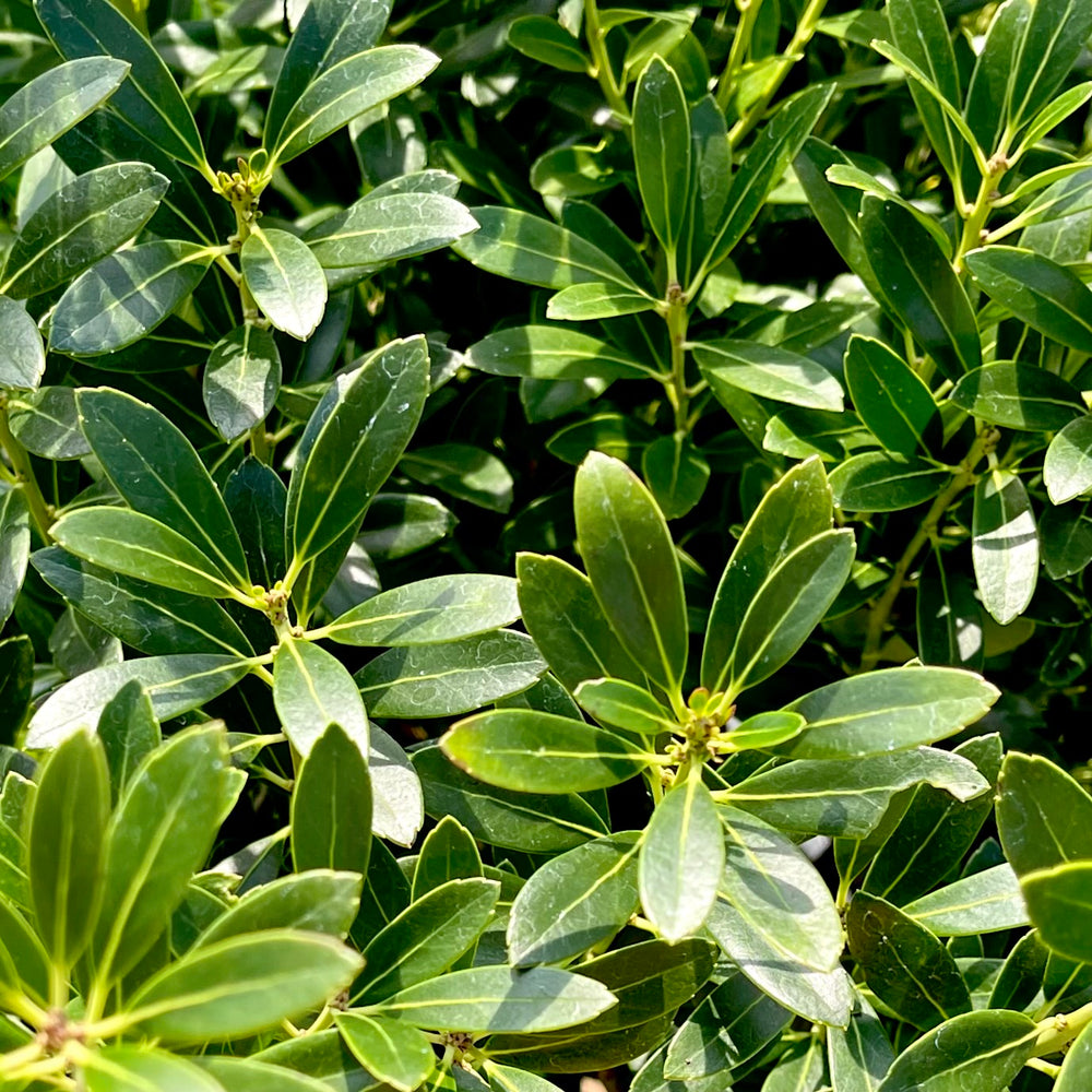 Strongbox® Inkberry Holly - 3 gallon container – Lots of Plants