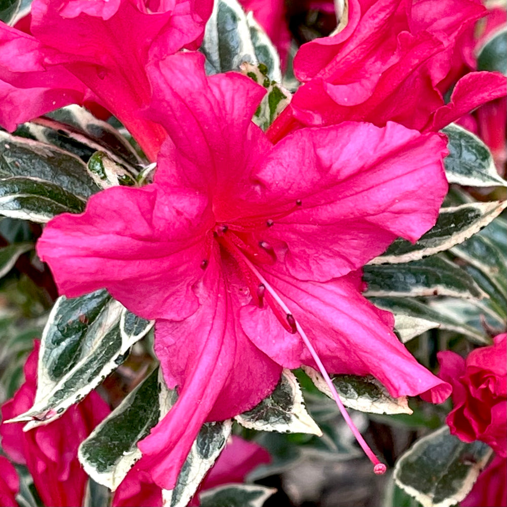 Azalea Girard 'The Robe'- 3 gallon container – Lots of Plants