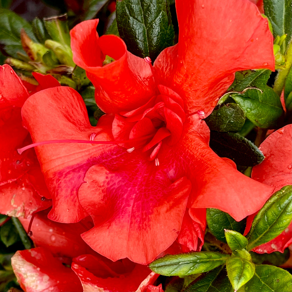 Autumn Embers® Encore Azalea - 3 gallon container – Lots of Plants
