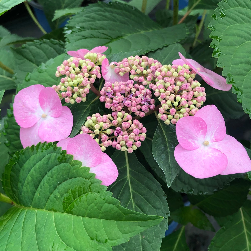 Tuff Stuff™ Red Hydrangea - 3 gallon container – Lots of Plants