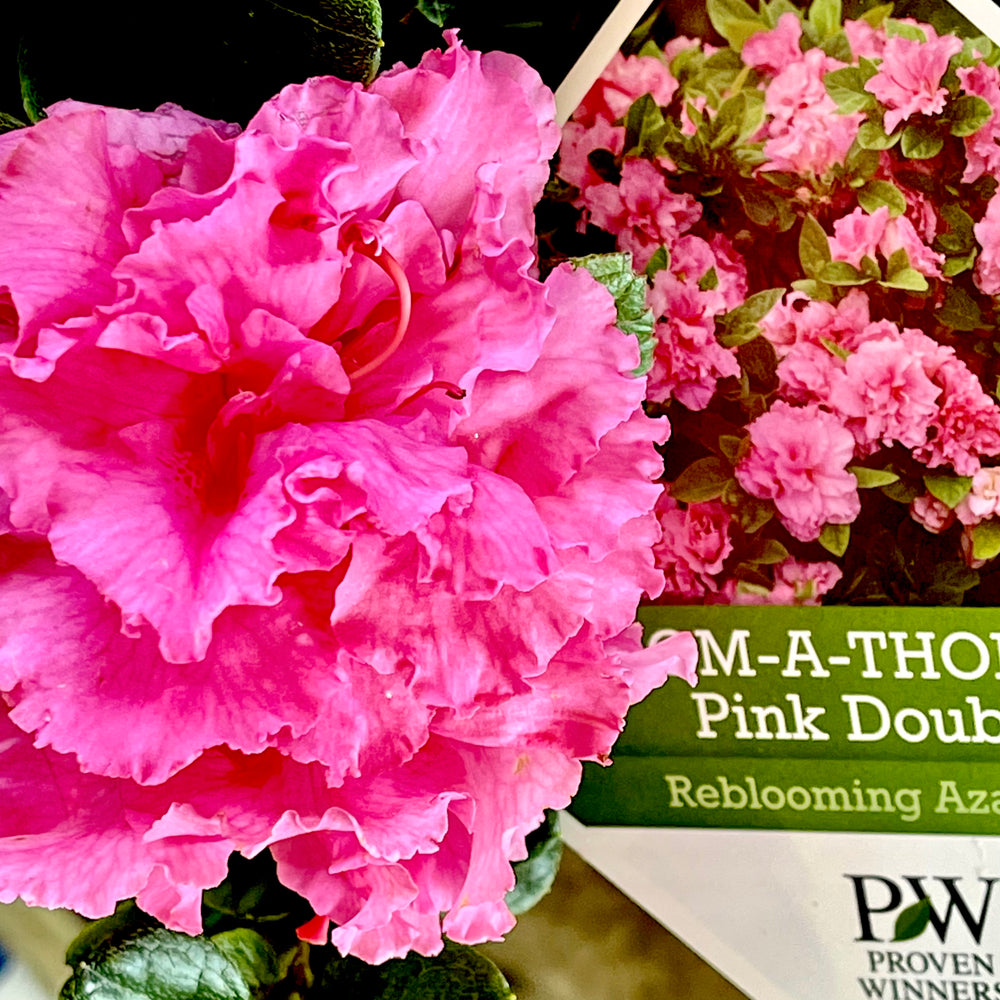 Bloom-A-Thon® Pink Double Azalea- 3 gallon container – Lots of Plants