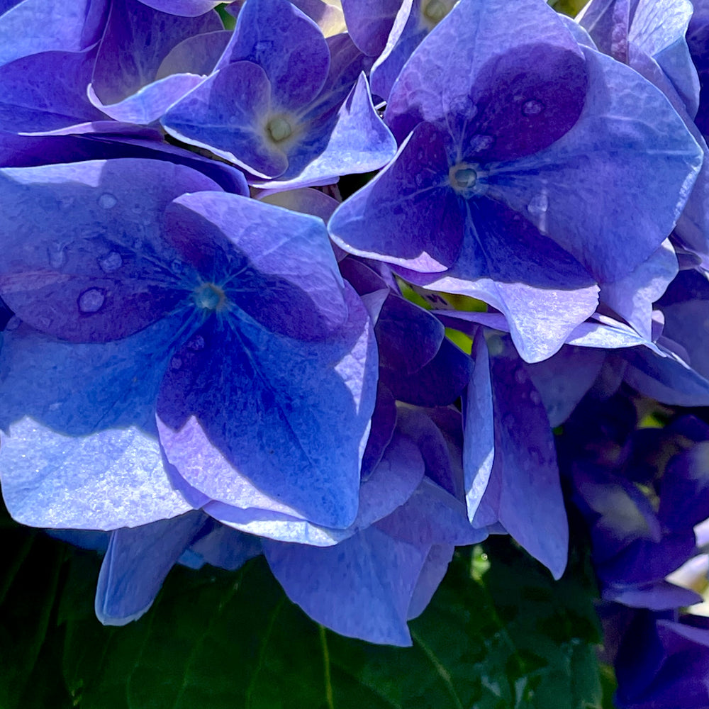 Let's Dance™ Rhythmic Blues Hydrangea - 3 gallon container – Lots of Plants