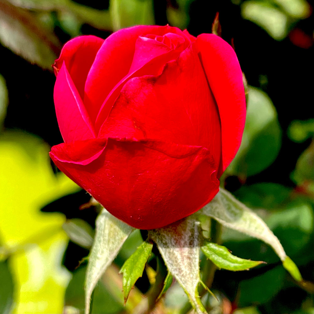 Double Red Knock Out® Rose - 3 gallon container – Lots of Plants