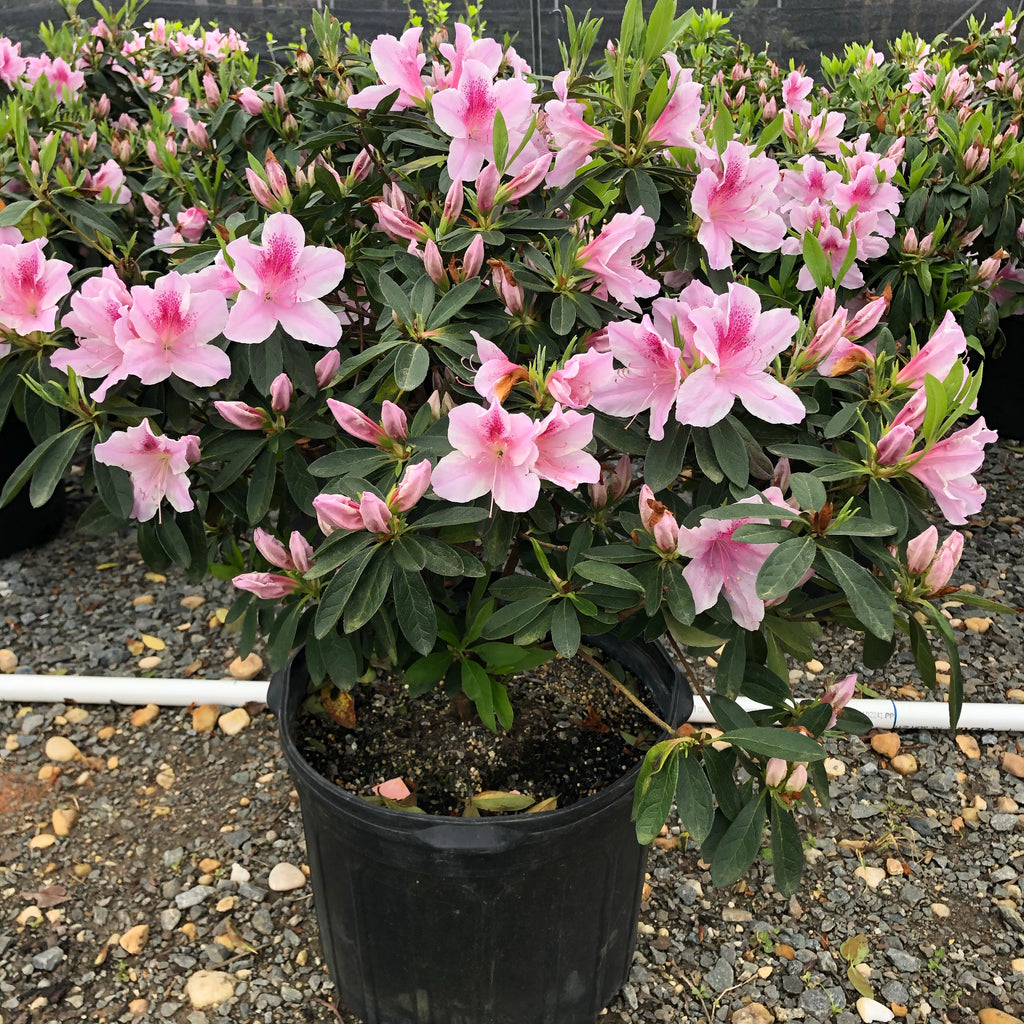 George L. Taber Azalea - 3 gallon container – Lots of Plants