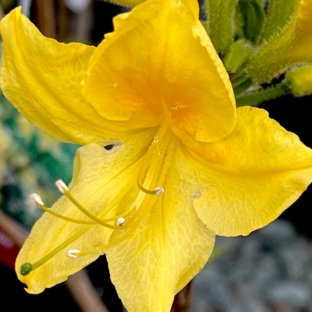 Lemon Lights Deciduous Azalea - 3 gallon container – Lots of Plants