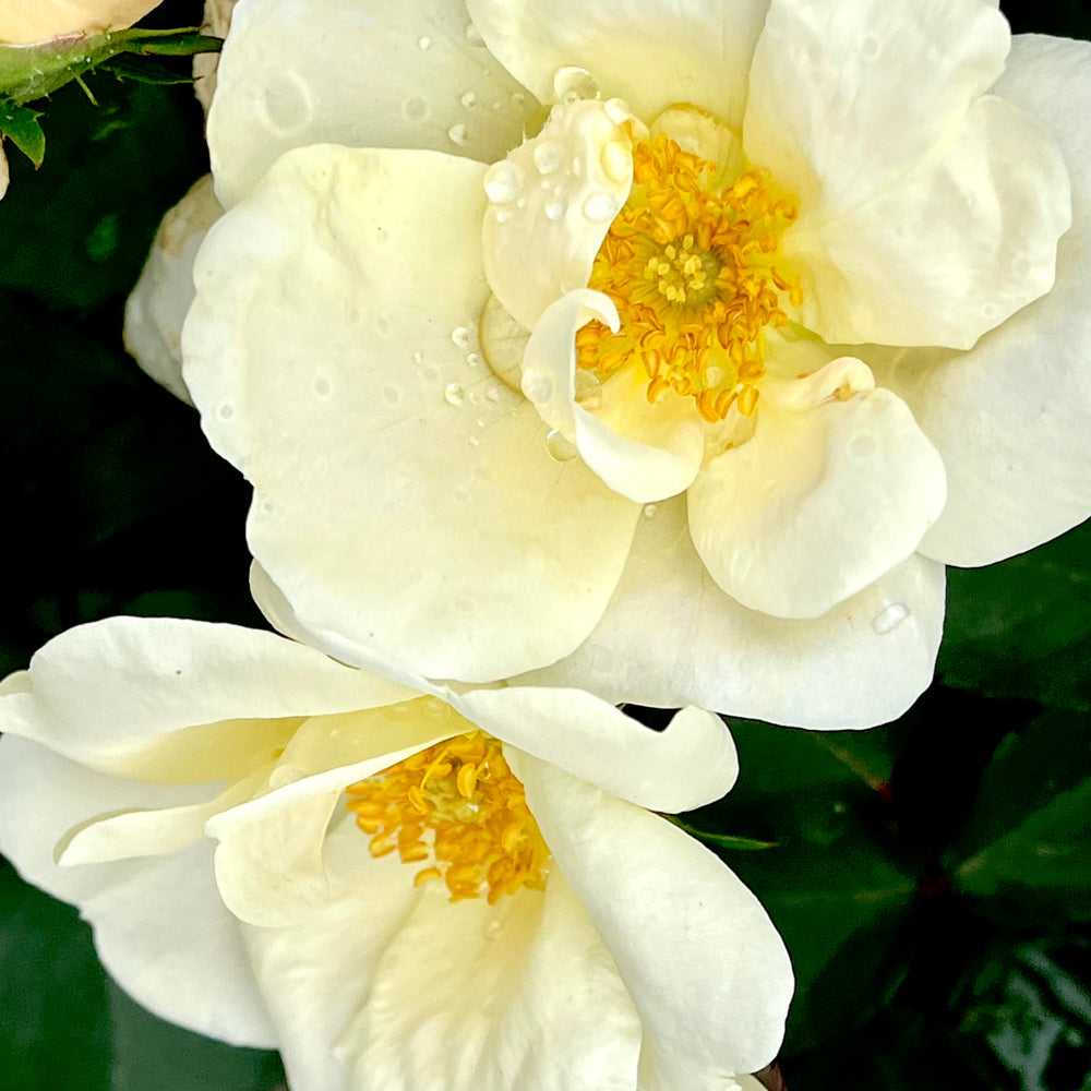 White Knock Out® Rose - 3 gallon container – Lots of Plants