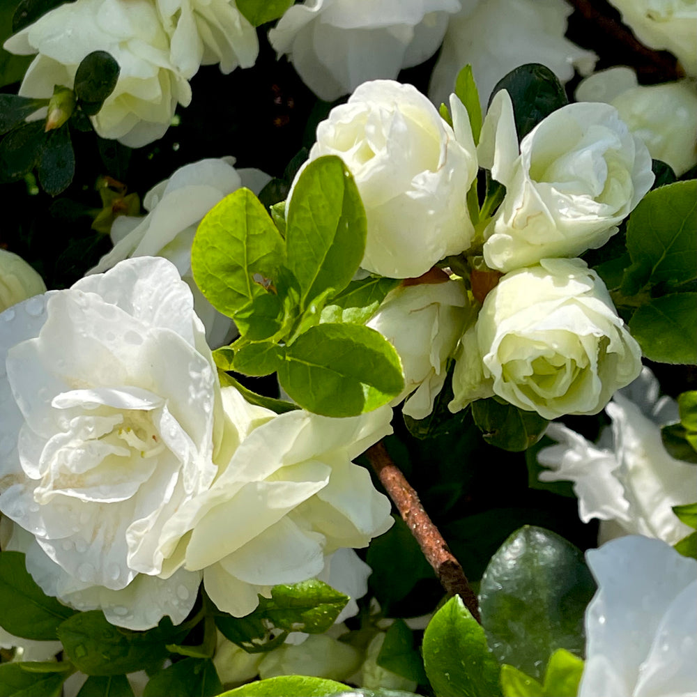 Hardy Gardenia Azalea - 3 gallon container – Lots of Plants