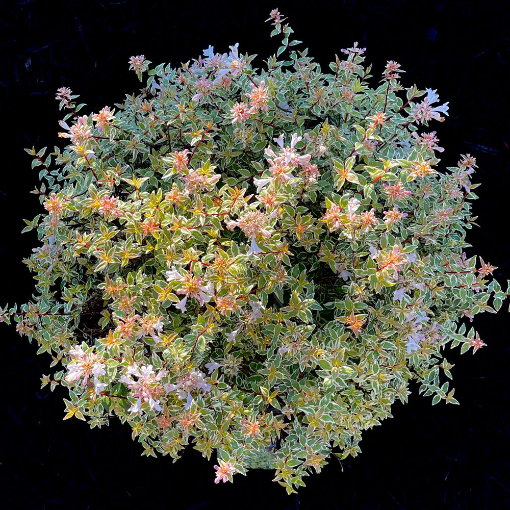 Radiance Abelia - 3 gallon container – Lots of Plants